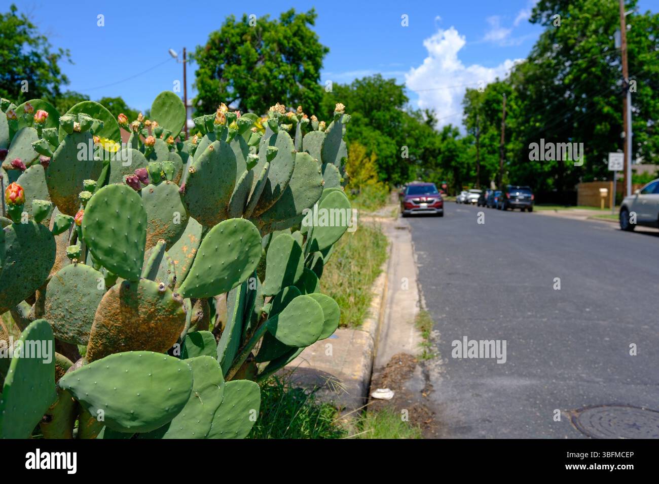 Austin pear hi-res stock photography and images - Alamy