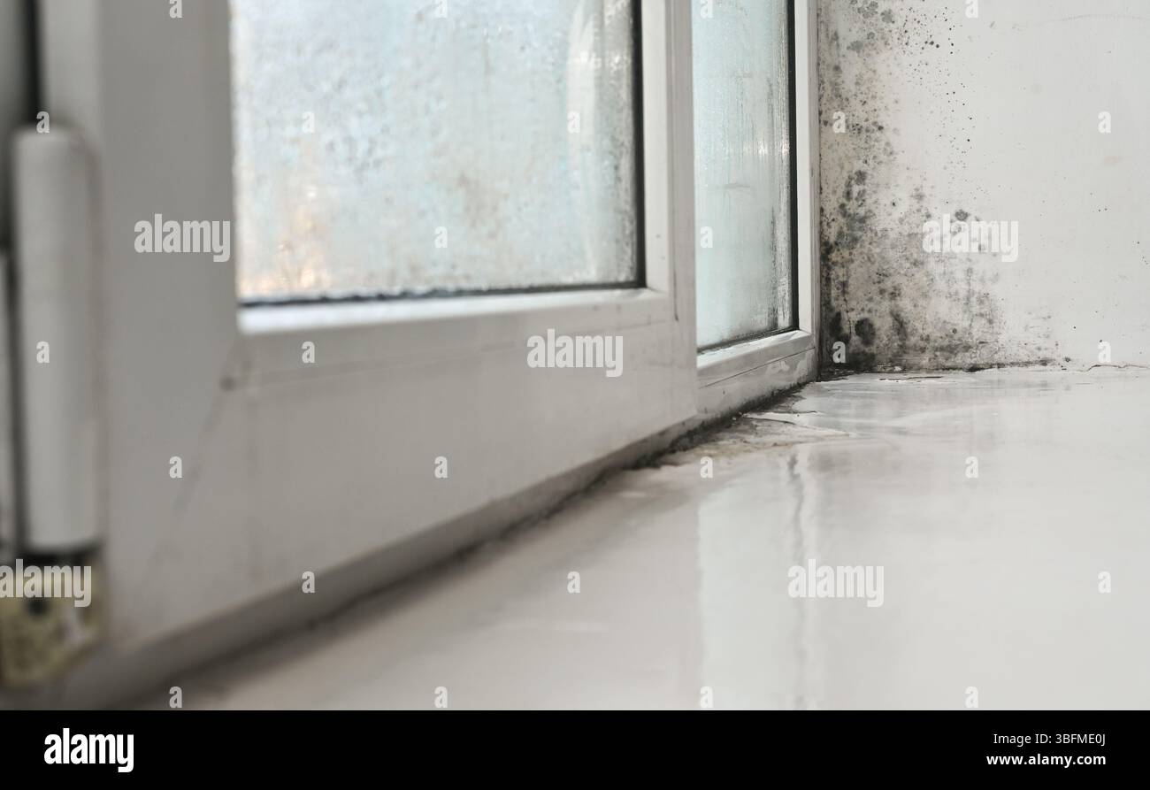 mold colonizing cold window surface. Unwanted fungal growth reveals ...