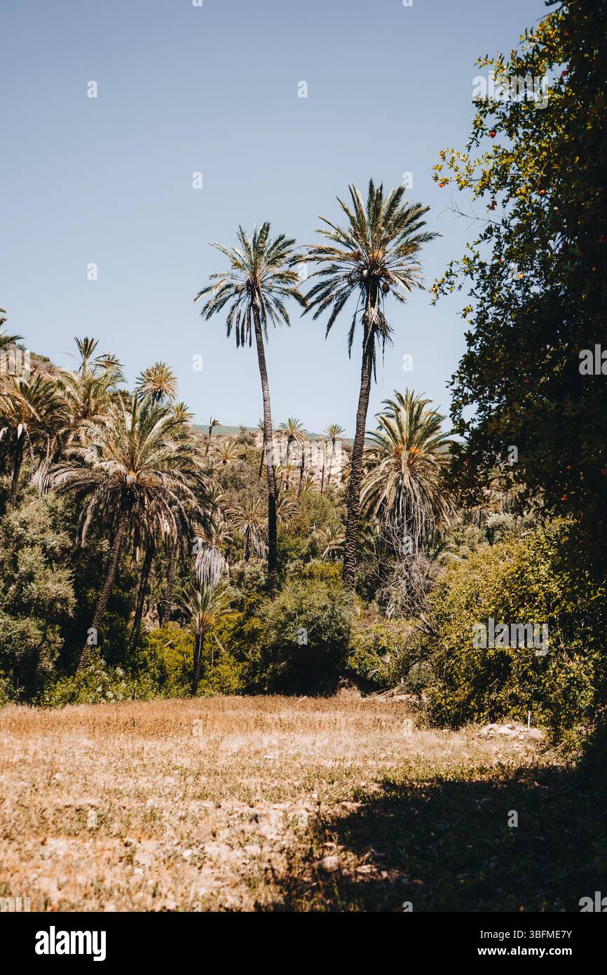 Tropical Vegetation and Palm Trees in Aqsseri Agadir, Moroccan ...