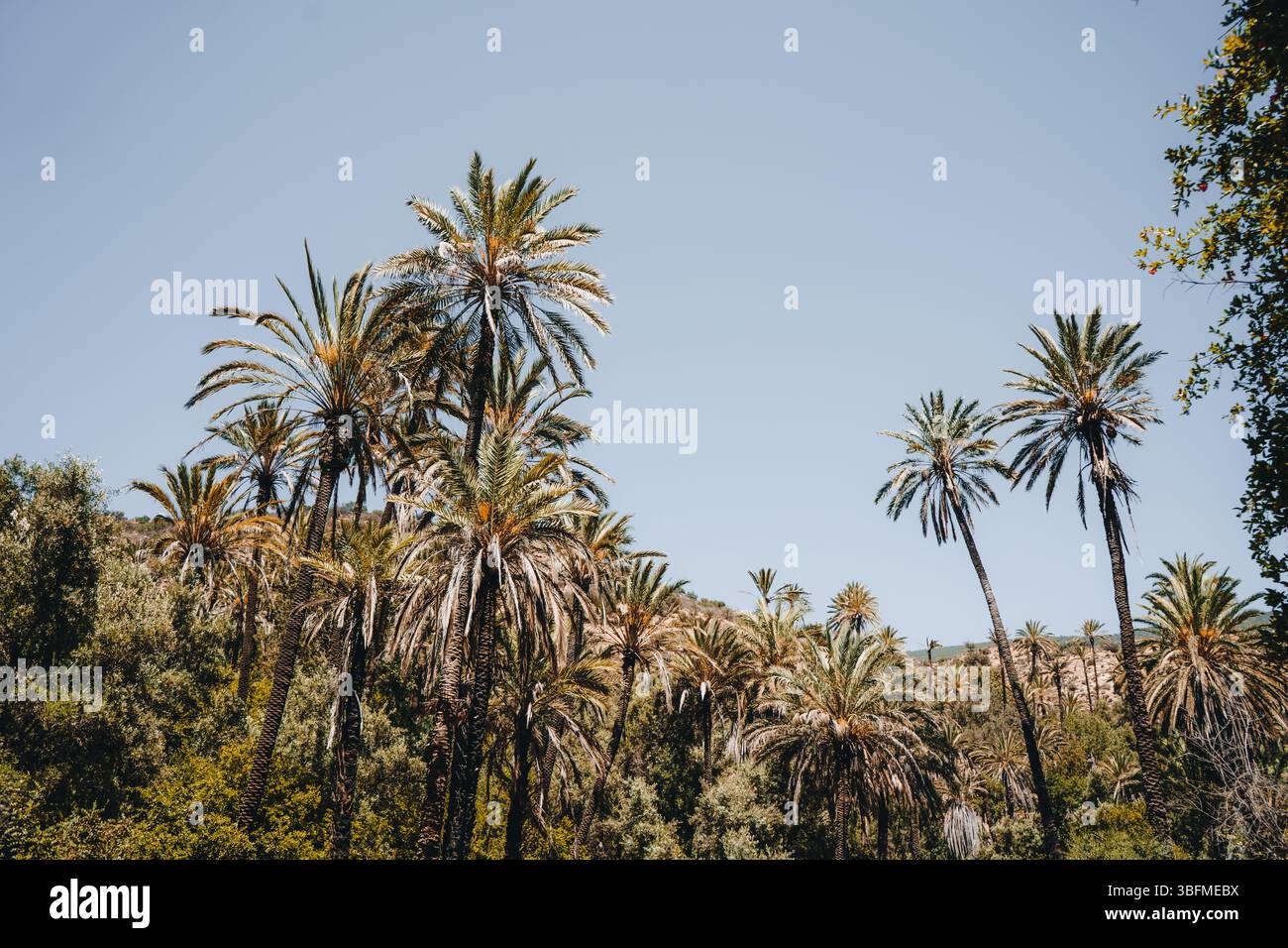 Tropical Vegetation and Palm Trees in Aqsseri Agadir, Moroccan ...