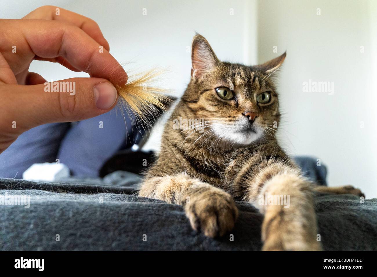 Bavaria, Germany - June 02, 2025: PHOTOMONTAGE, A hand holds loose cat ...