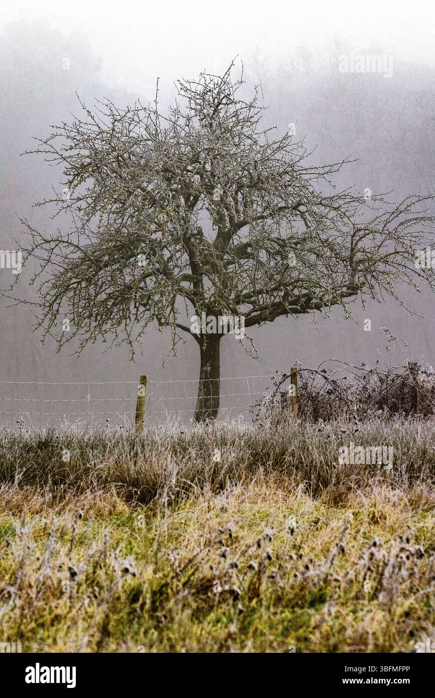 Old, leafless Apple (Malus) tree in Winter clearing fog - central ...