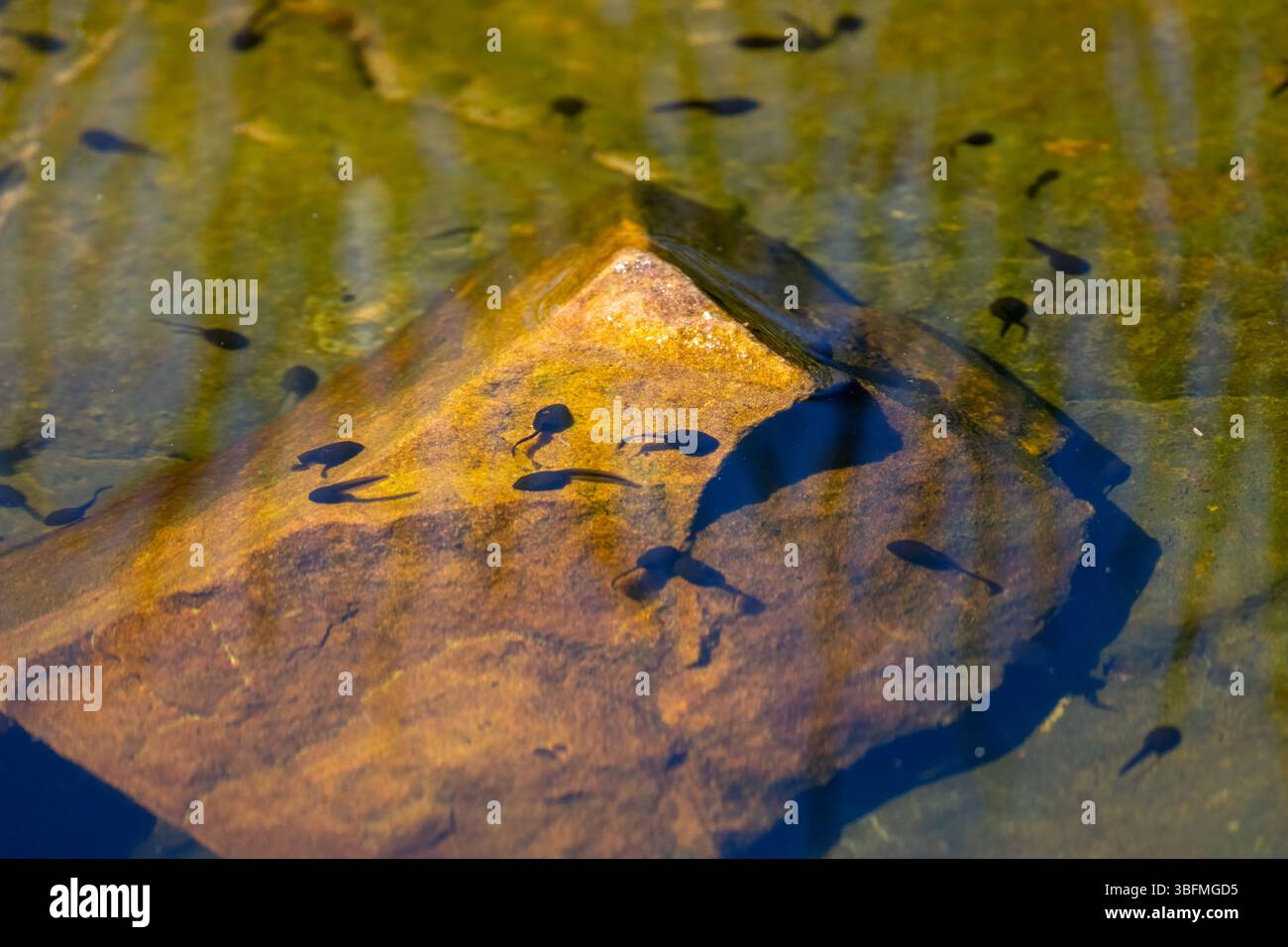 Tadpoles in pool hi-res stock photography and images - Alamy
