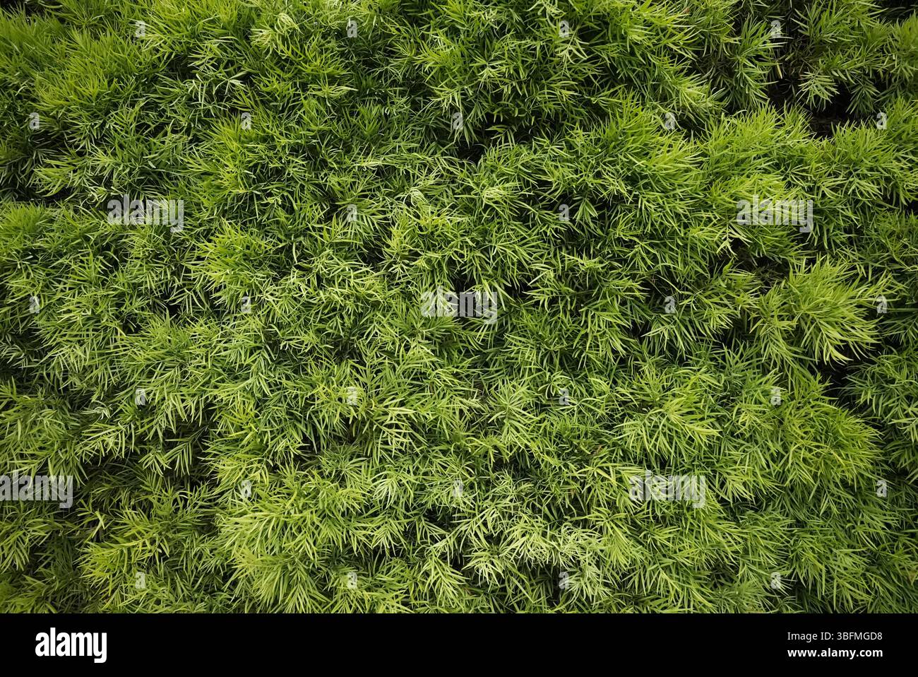 Green plant background texture Stock Photo - Alamy