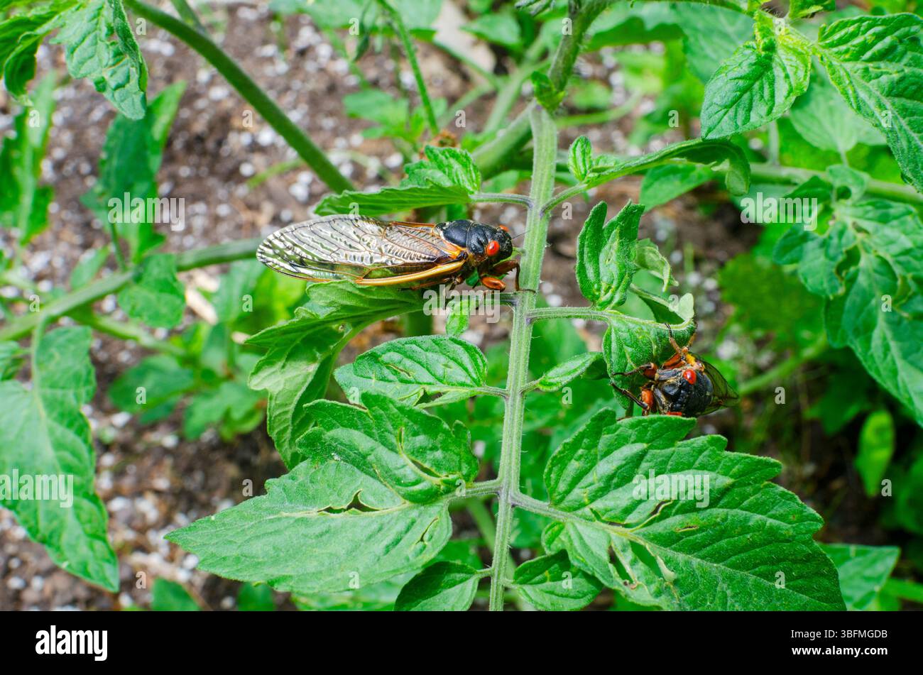 Cicada Brood XIV (14) Periodical Magicicada Hemiptera Auchenorrhyncha ...
