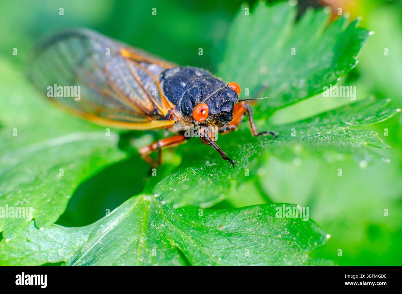 Cicada Brood XIV (14) Periodical Magicicada Hemiptera Auchenorrhyncha ...