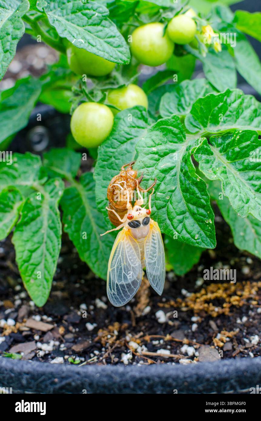 Cicada Brood XIV (14) Periodical Magicicada Hemiptera Auchenorrhyncha ...