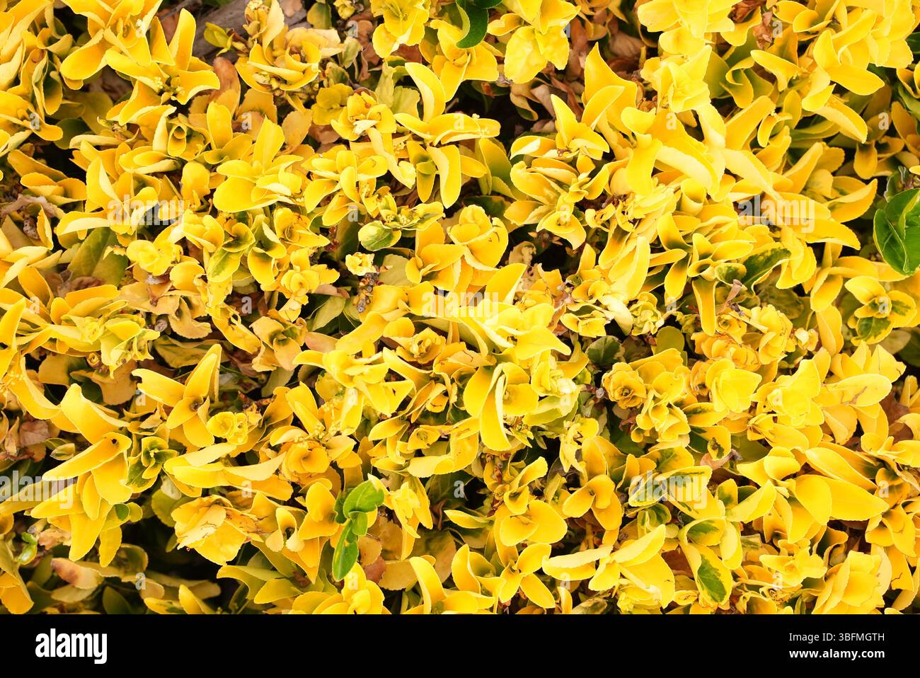 Yellow flowers abstract background Stock Photo - Alamy