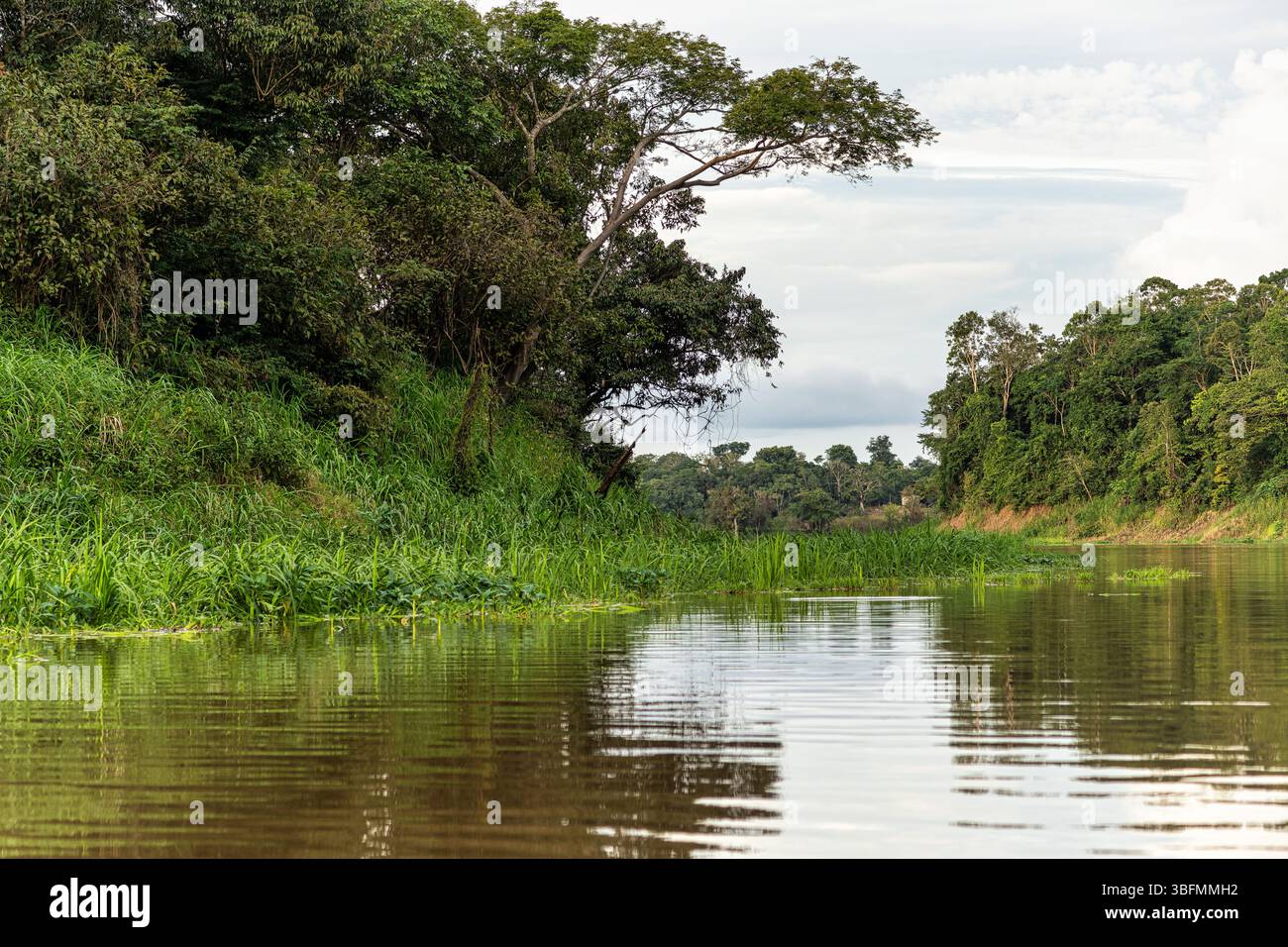 River boat trip at Parana do Mamori in the Amazon rainforest about 100 ...