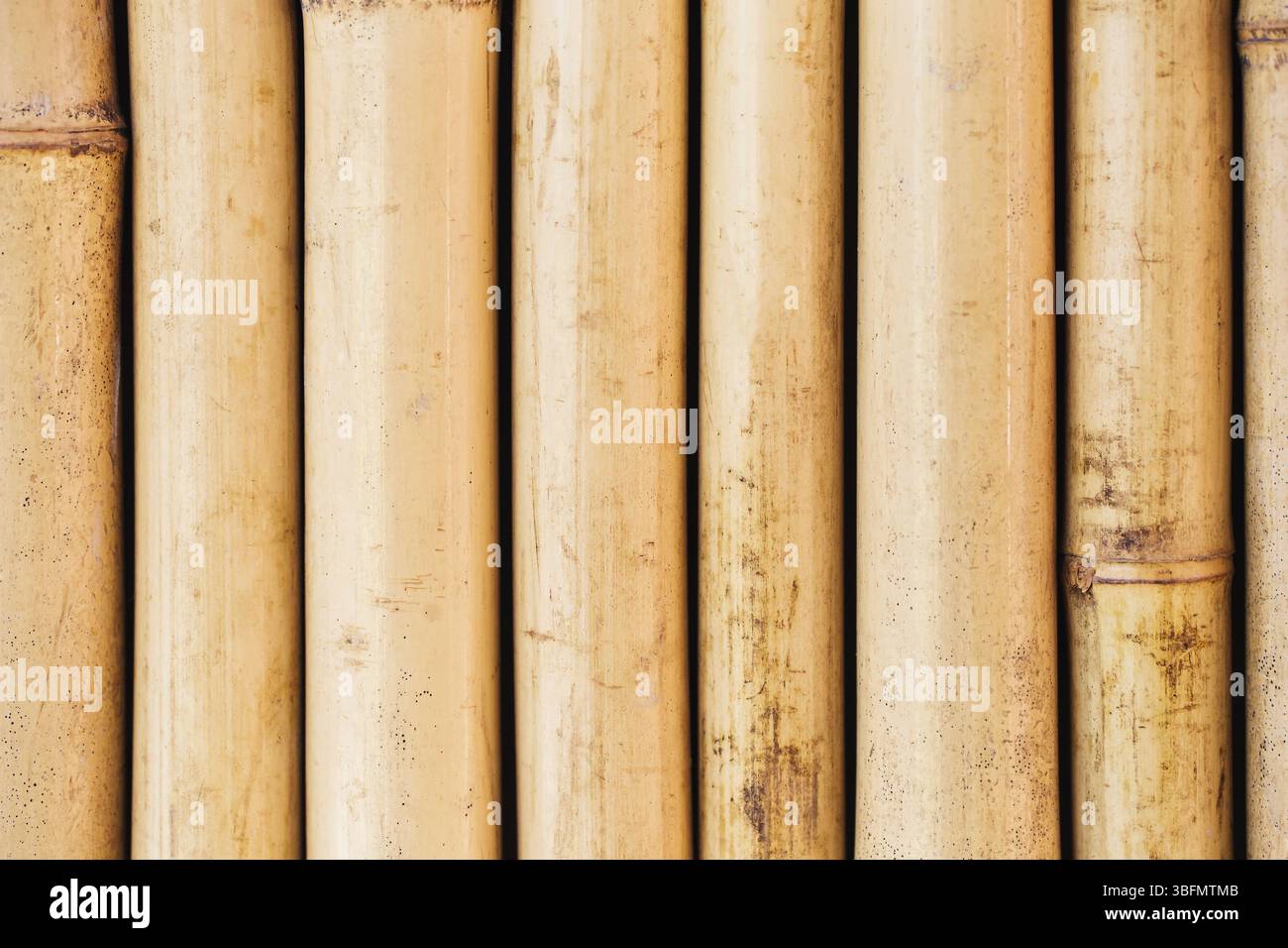 Natural bamboo stalks texture. Vertical bamboo background. Eco material ...