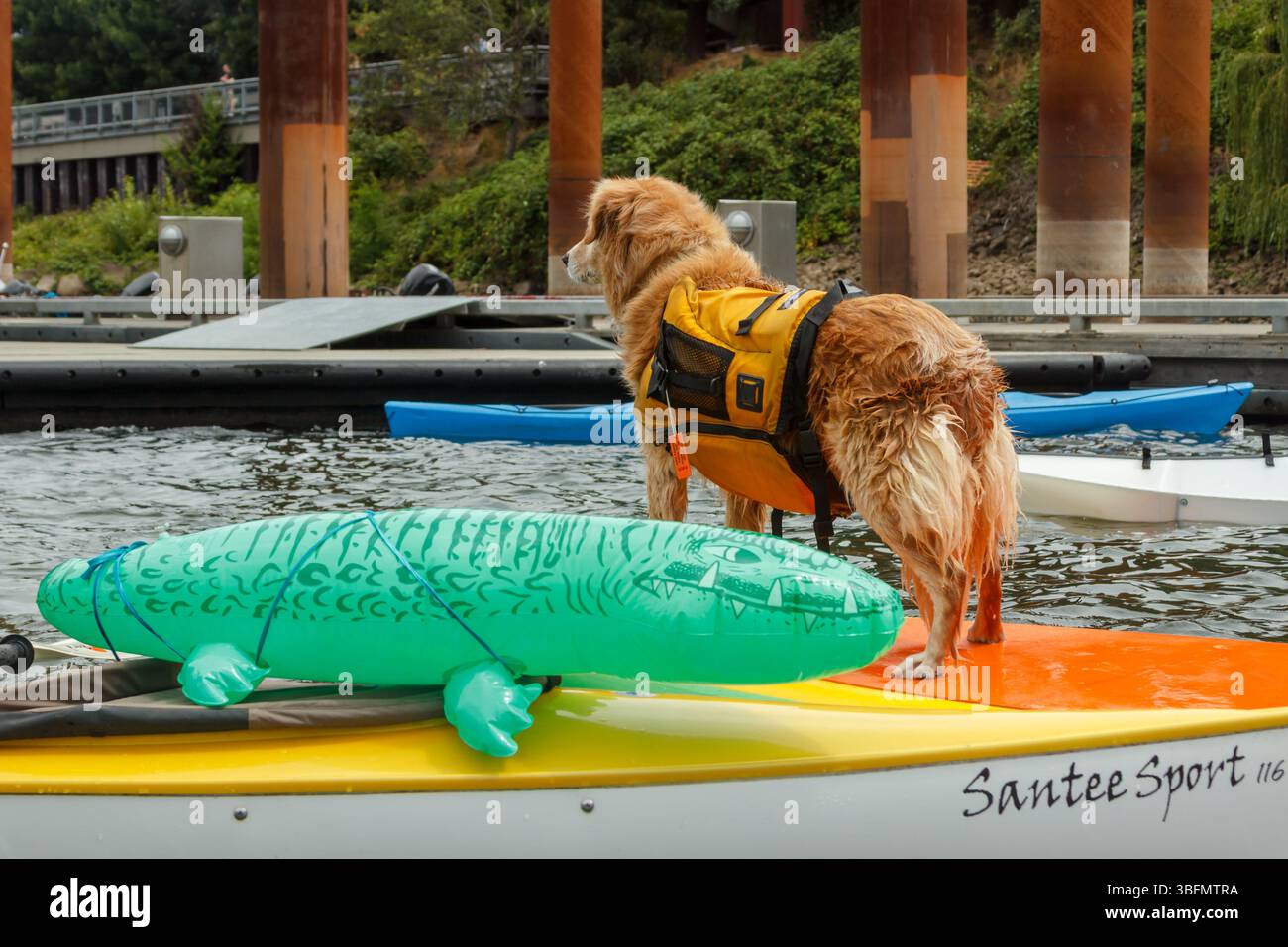The Big Float, Portland, Oregon - July 10th 2016: A dog in a life vest ...