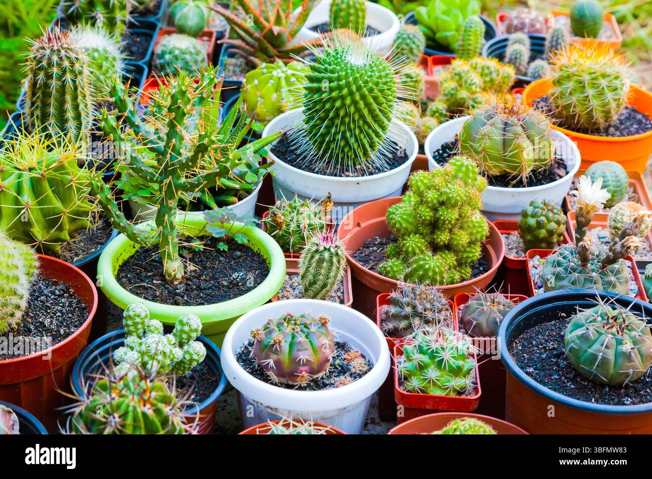 Close up different types cacti hi-res stock photography and images - Alamy