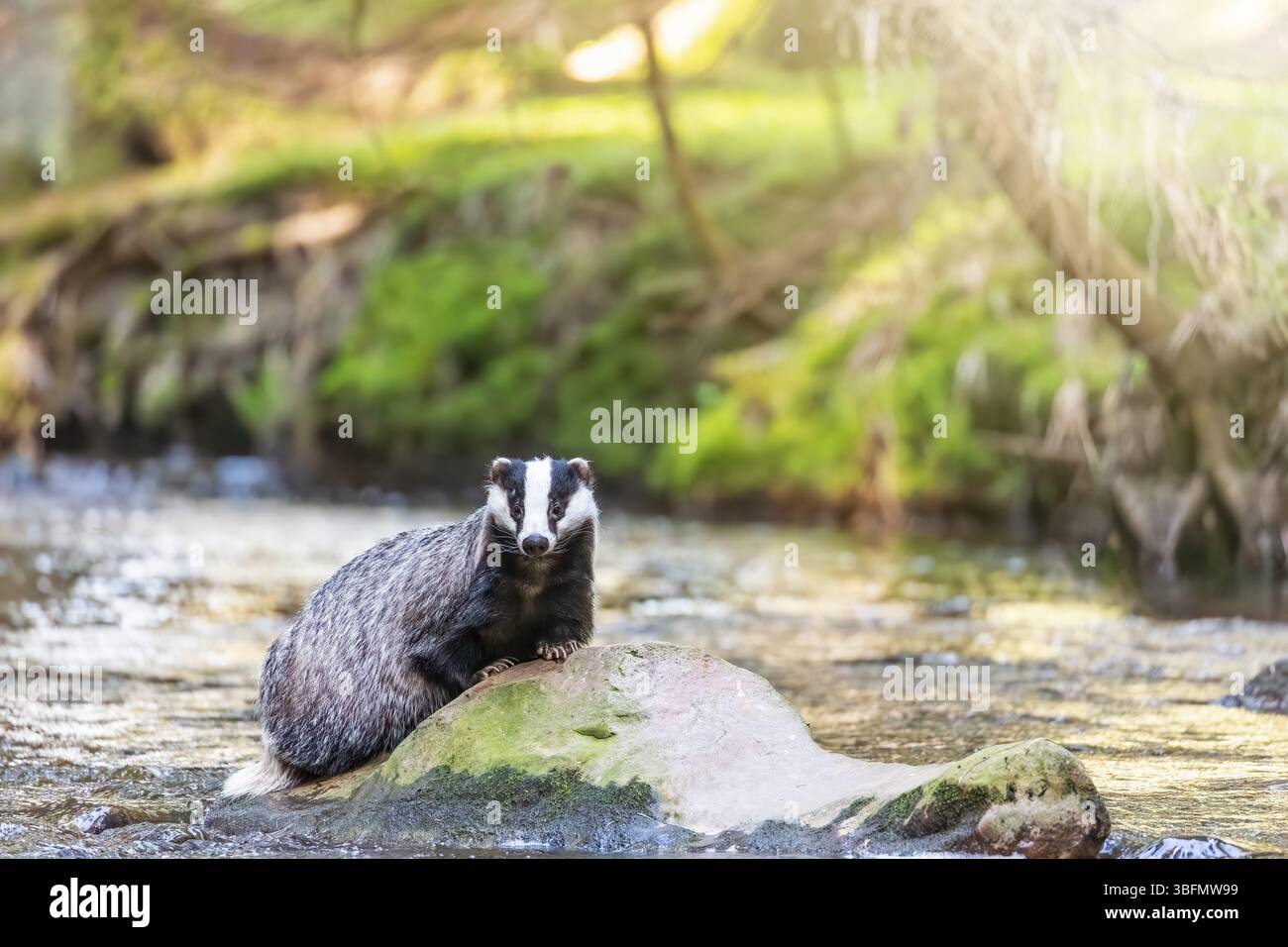European badger is posing on a stone in the river. Horizontally Stock ...