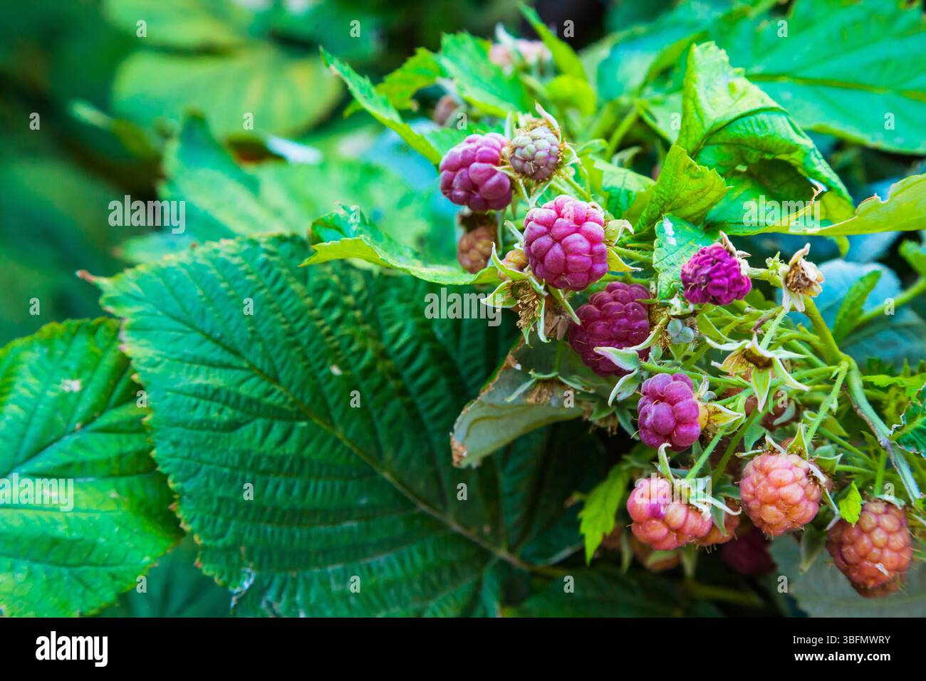 Raspberry branch ripe raspberries hi-res stock photography and images ...