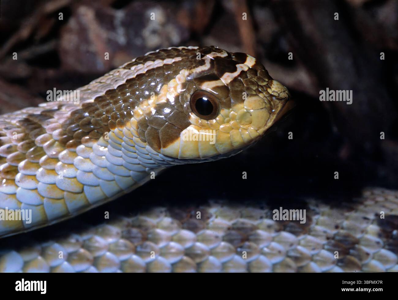 Blow snake, bluffer, plains hognose snake, prairie hognose snake ...