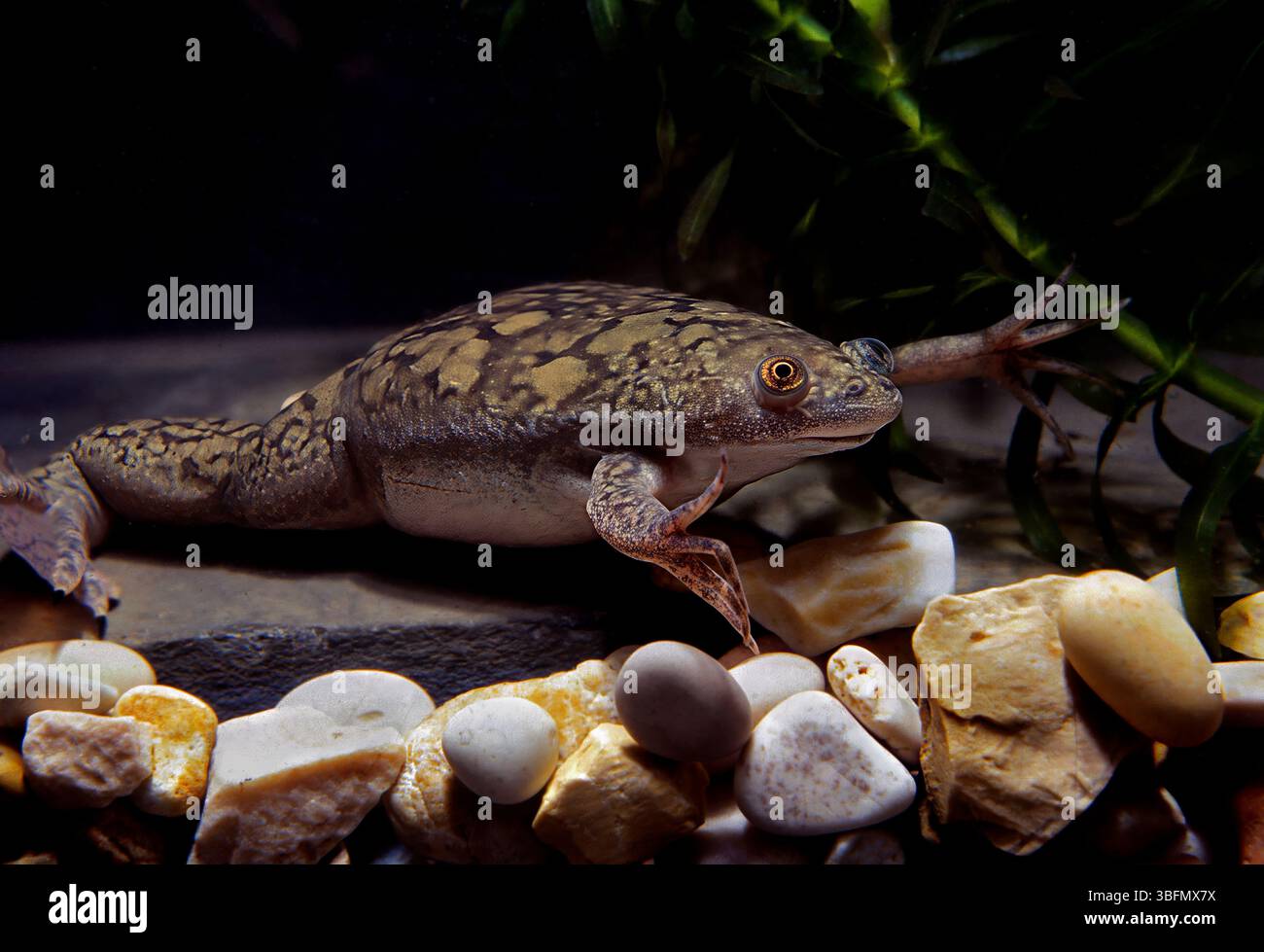 African clawed frog, African clawed toad, Xenopus laevis, Pipidae Stock ...