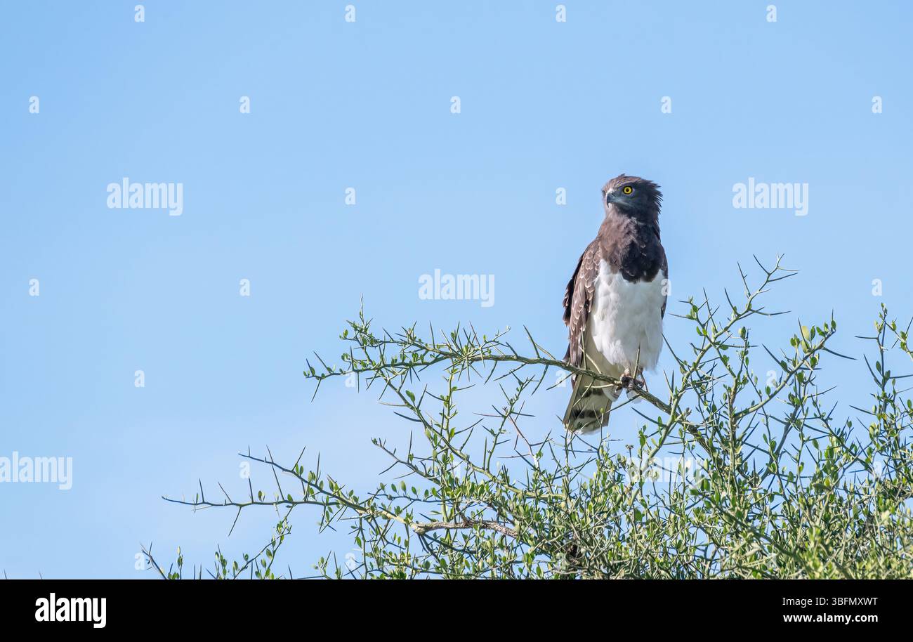 Black-chested snake-eagle (Circaetus pectoralis) perched in an acacia ...
