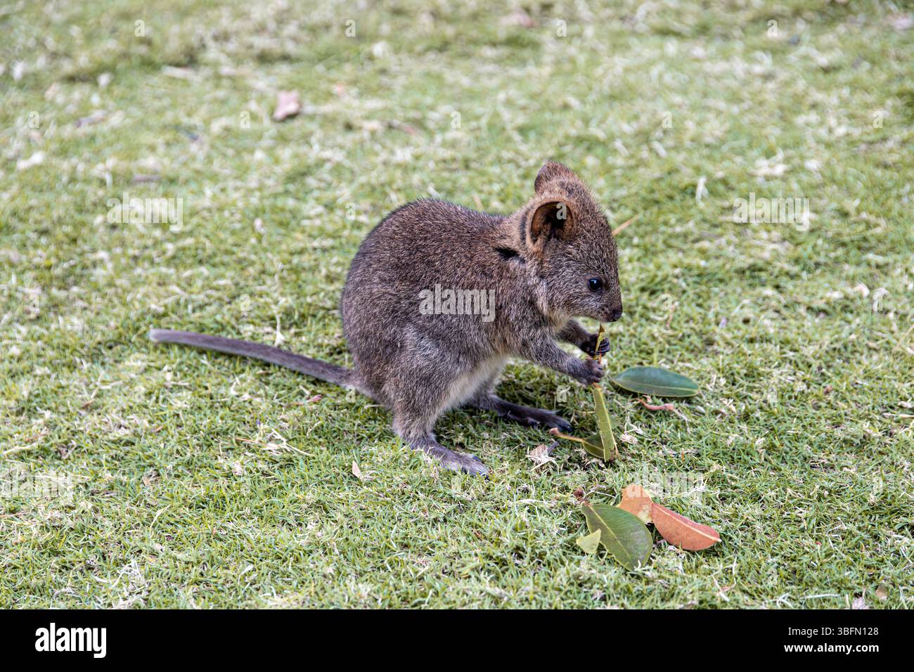 A young quokka known as a joey (Setonix brachyurus) on Rottnest Island ...