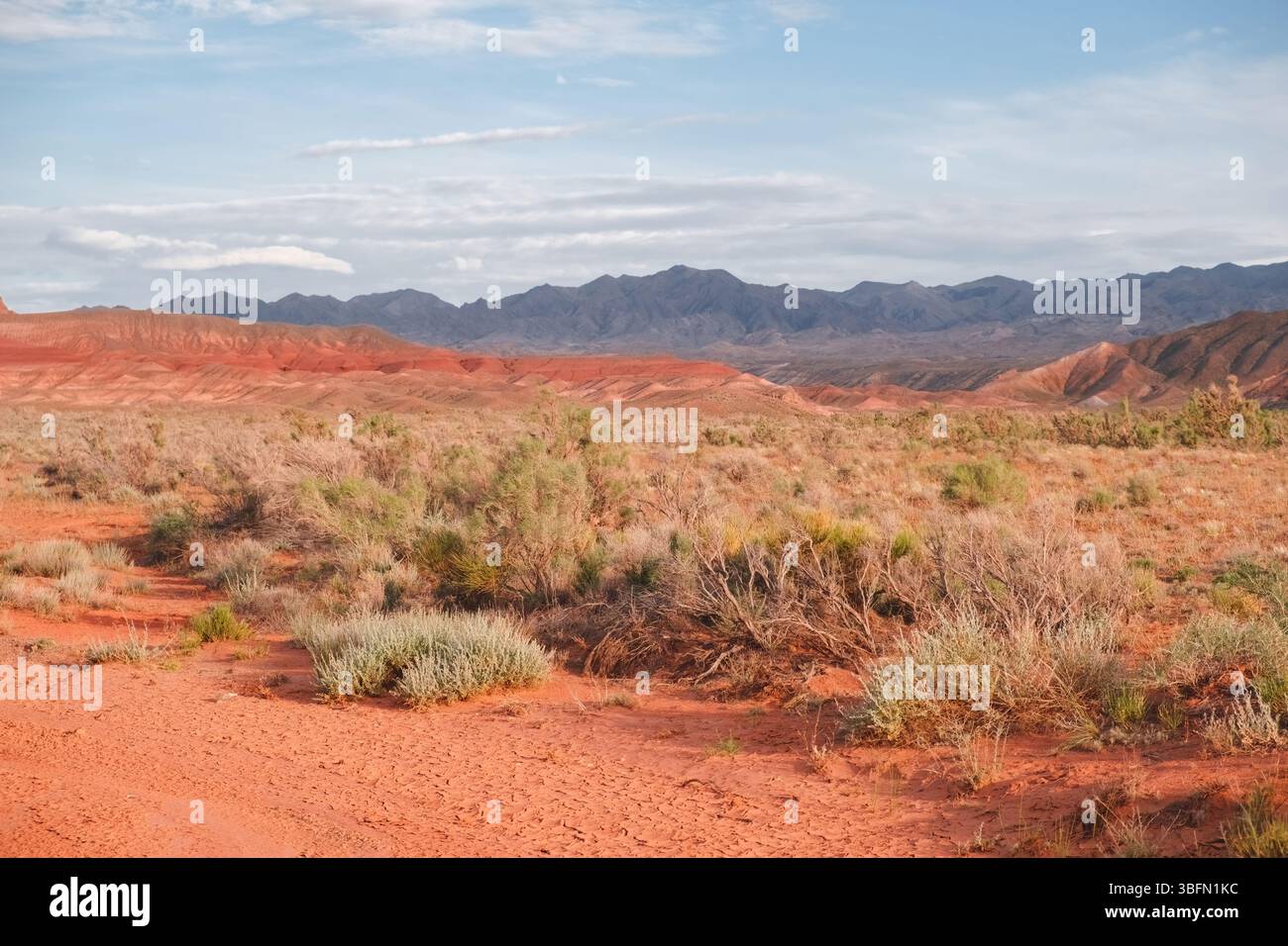 Spring Red Desert with saxaul trees in the Boguty Mountains in Almaty ...
