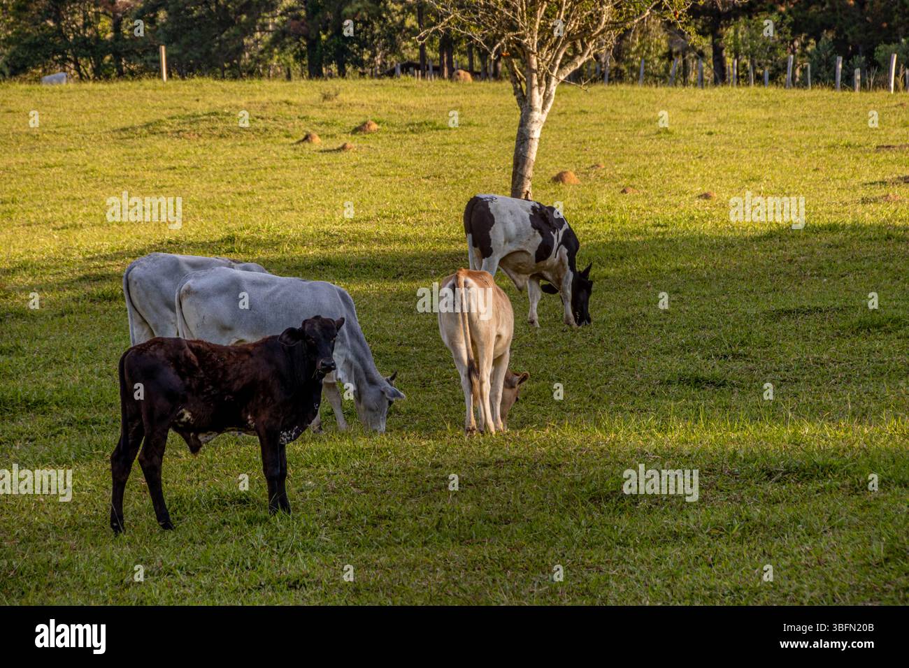 Cows grazing peacefully on a green field under warm sunlight ...