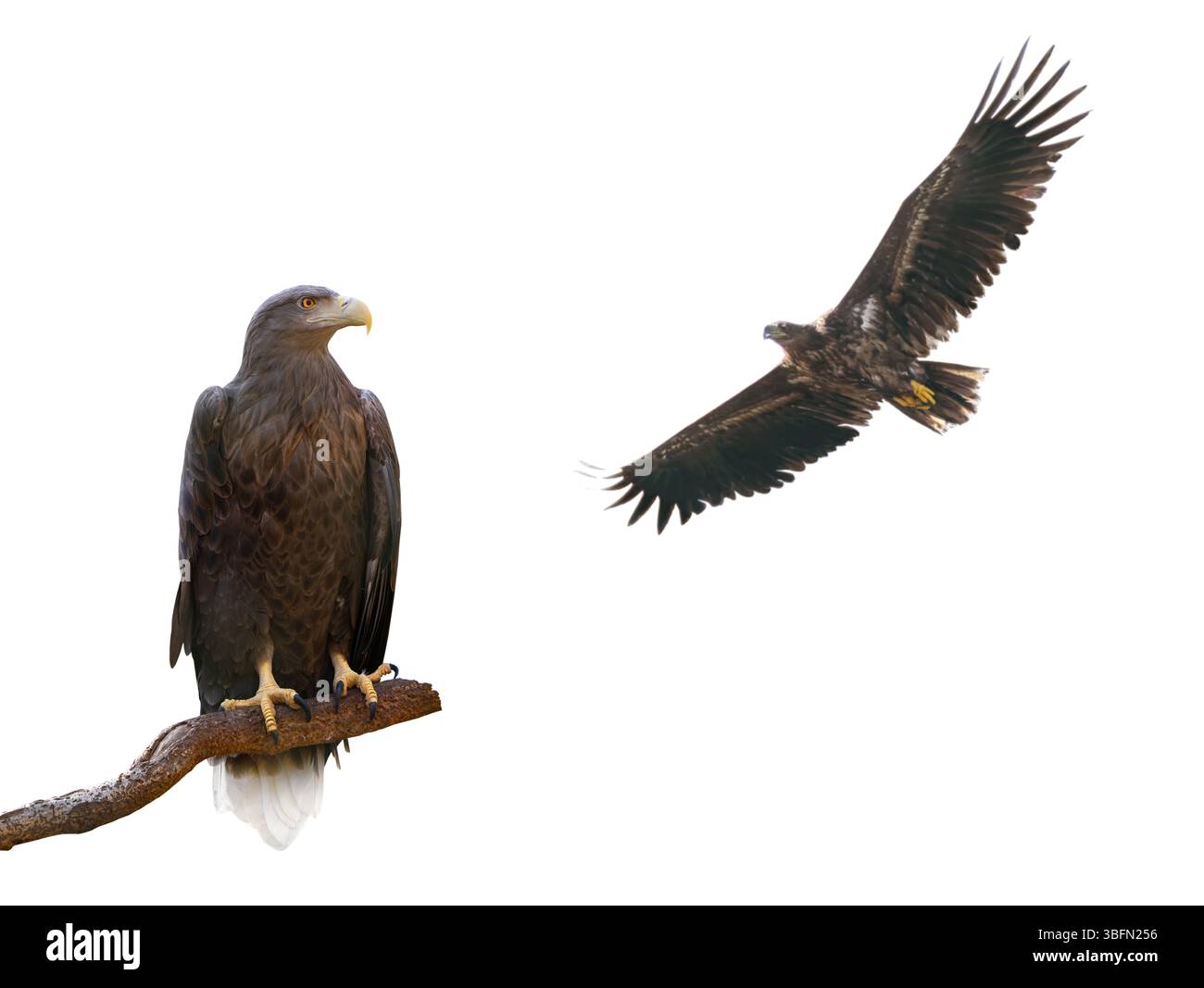 Adult white tailed sea Cut Out Stock Images & Pictures - Alamy