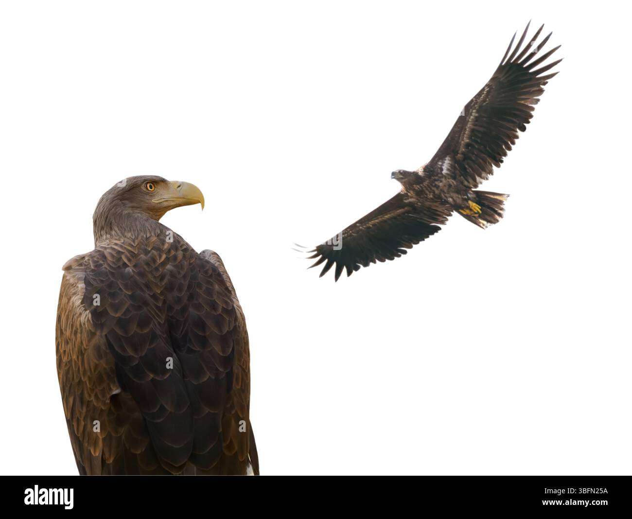 Adult white tailed sea Cut Out Stock Images & Pictures - Alamy