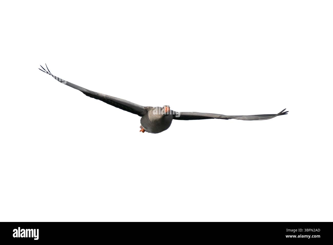 wild Gray Goose in flight isolated on white background Stock Photo - Alamy