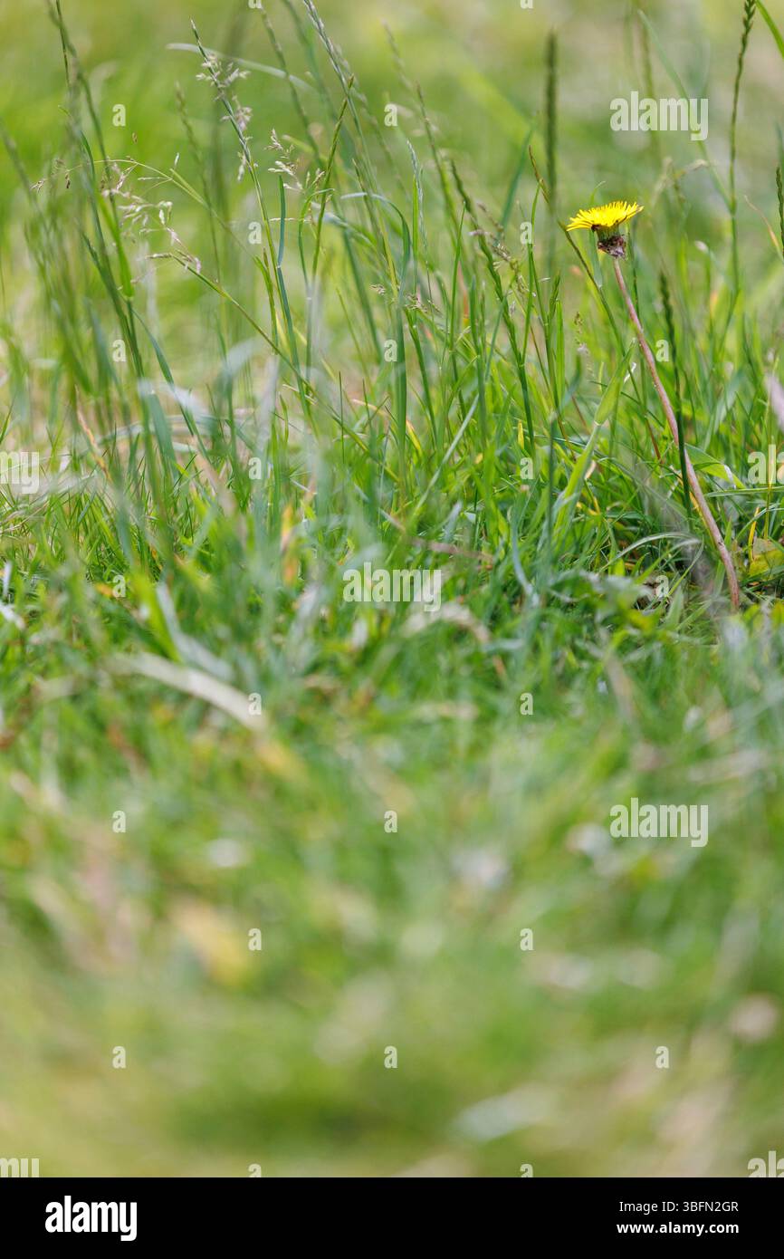 An overgrown lawn in a British garden during the month of May (No Mow ...