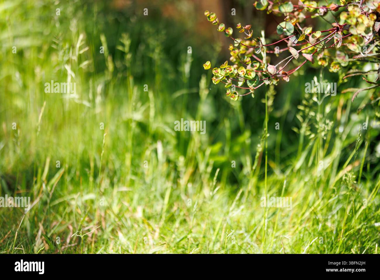 An overgrown lawn in a British garden during the month of May (No Mow ...