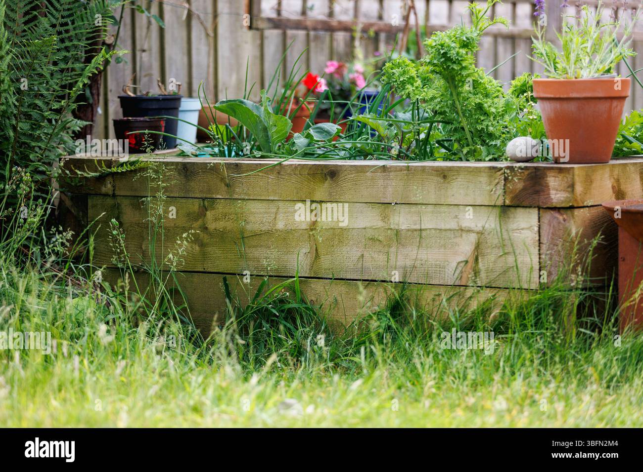 An overgrown lawn in a British garden during the month of May (No Mow ...