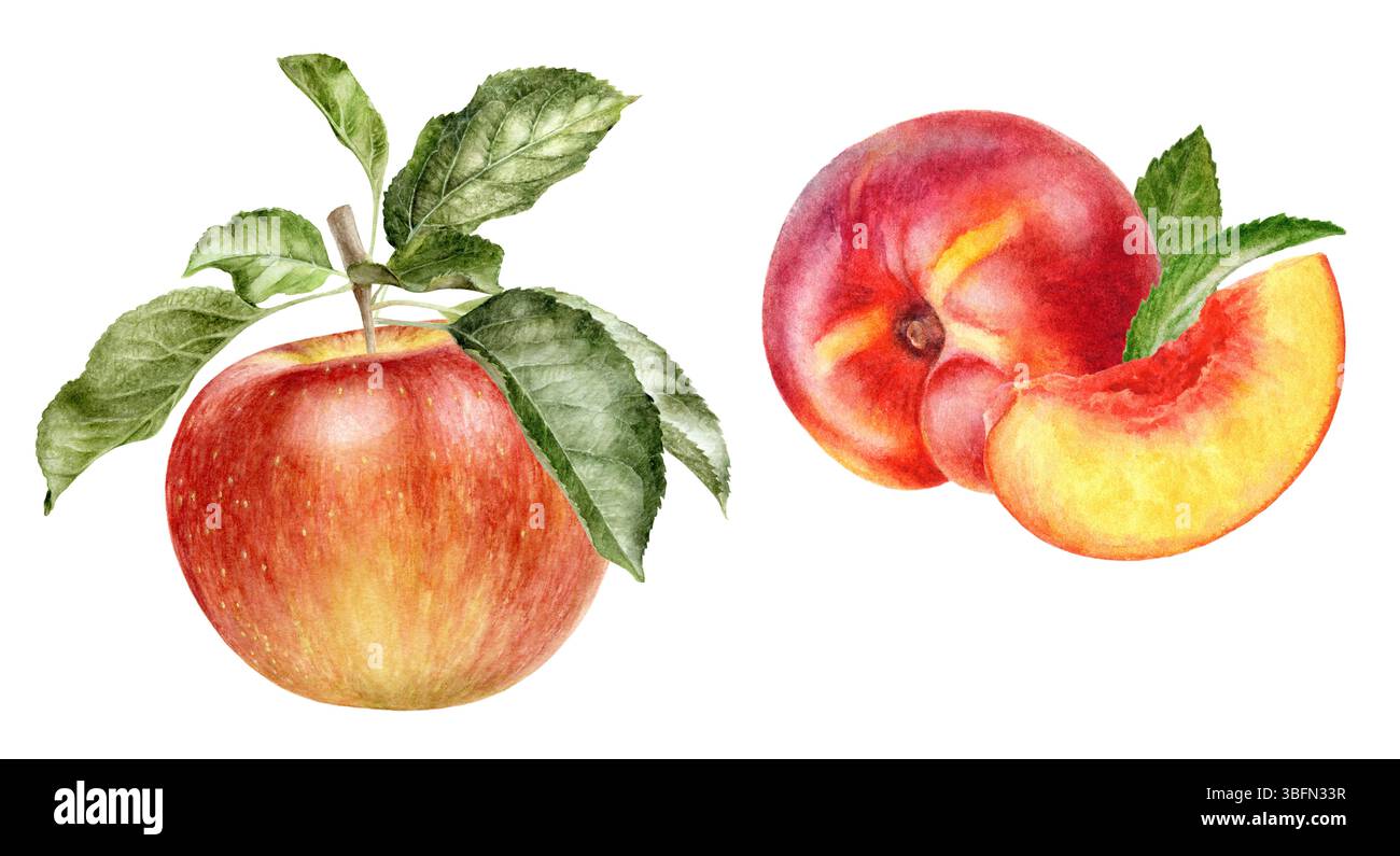 Watercolor Peach Nectarine and Red Apple Realistic Illustration Stock ...