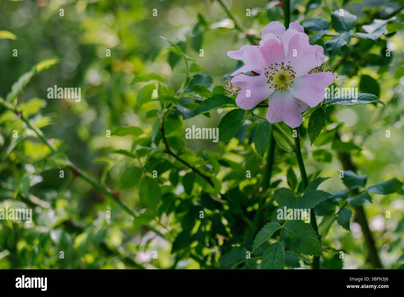 A light pink Dog Rose blossom blooms on a thorny green bush. The flower ...