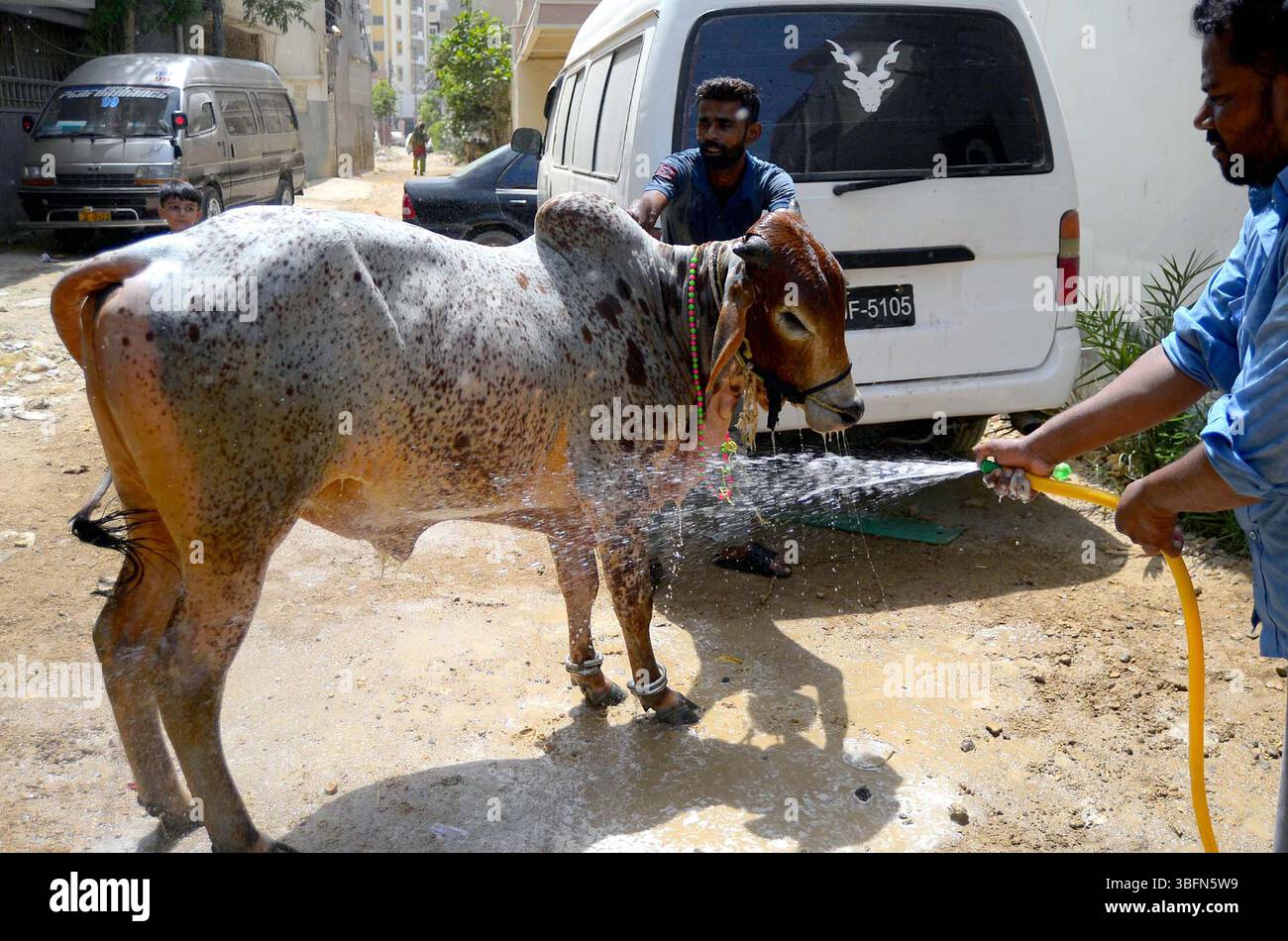 Citizen are giving bath to cow (sacrificial animal) to beat the heat of ...