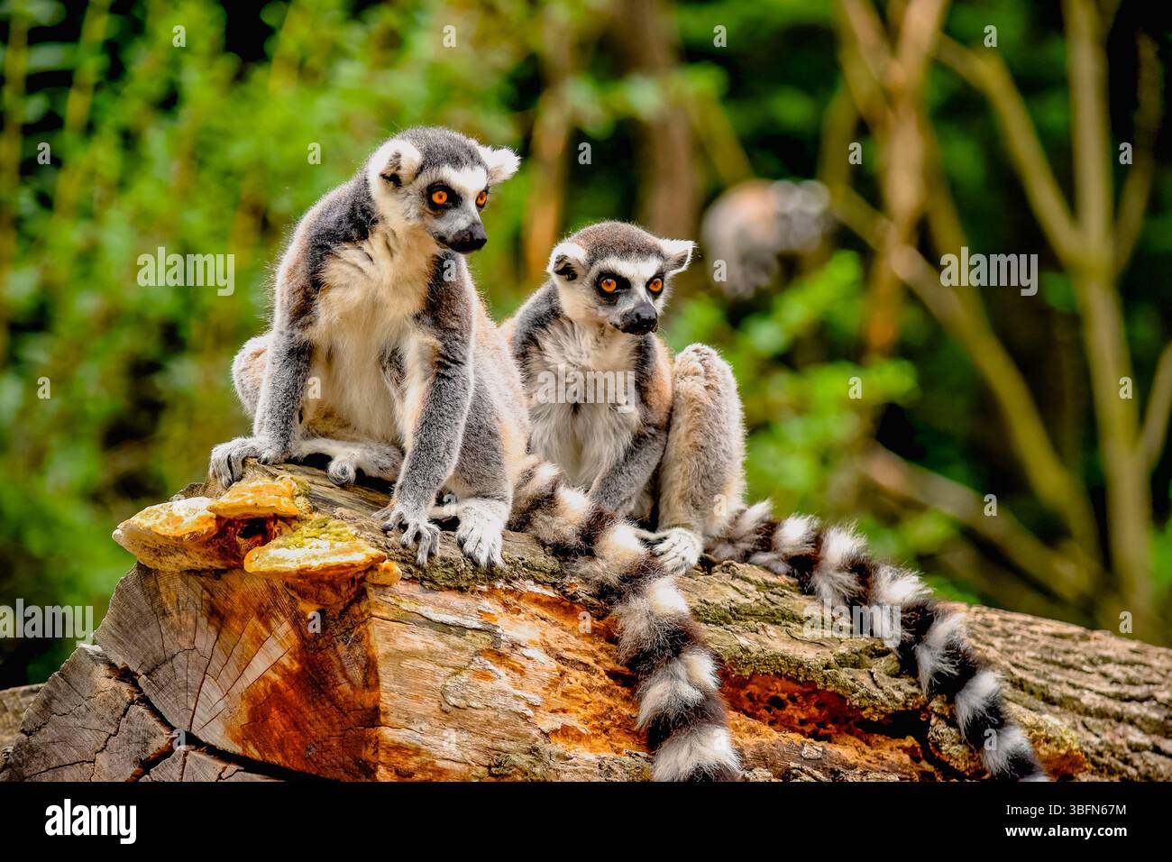 Stunning 4k slow motion video hi-res stock photography and images - Alamy