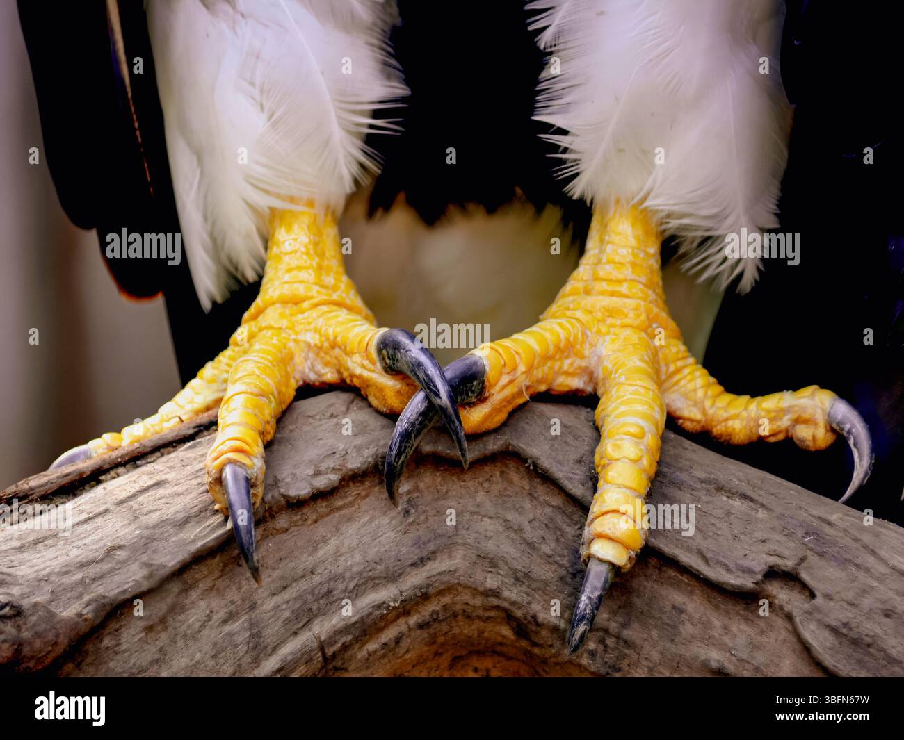 Claws bird close up hi-res stock photography and images - Alamy
