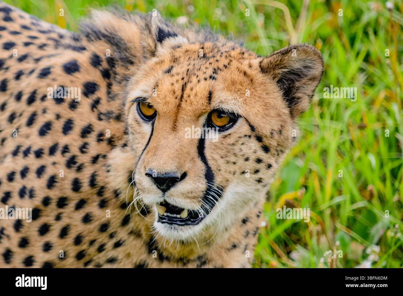 Cheetah in the Wild – Captivating Close-Up of a Graceful and Powerful ...