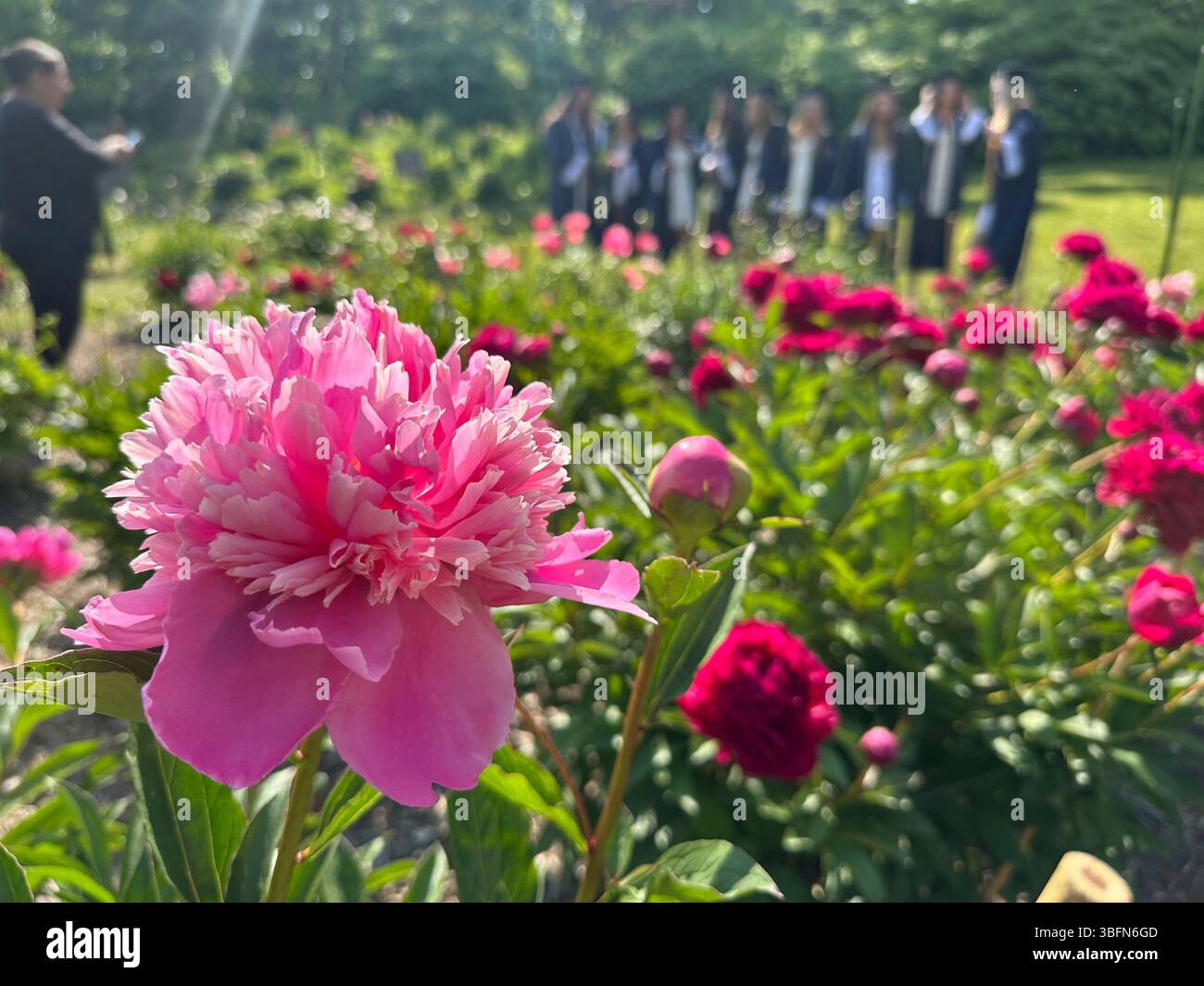 A peony is on display with soon-to-be high school graduates posing for ...