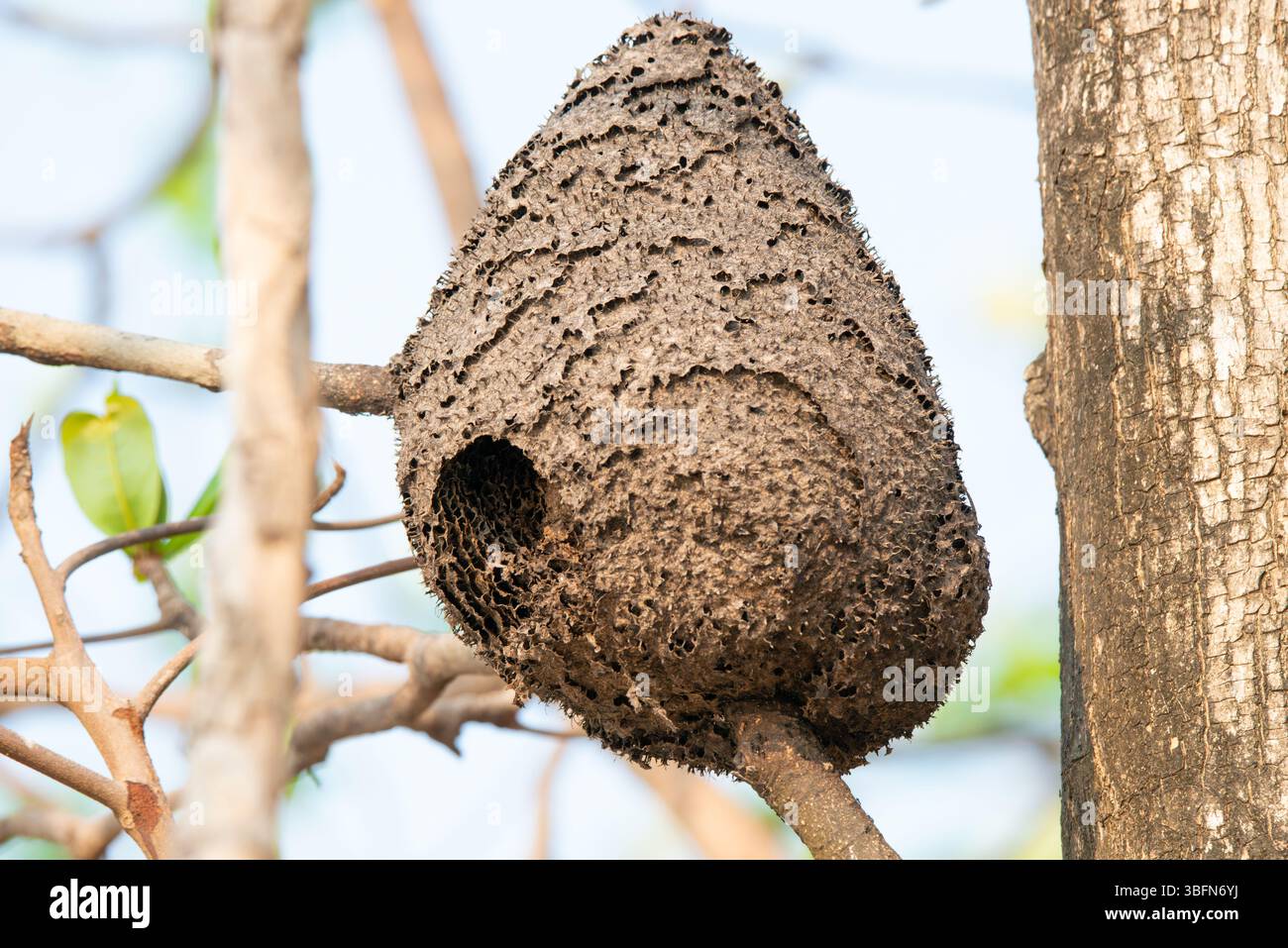 Asian yellow legged hornet nest hive in a tree, Vespa velutina ...