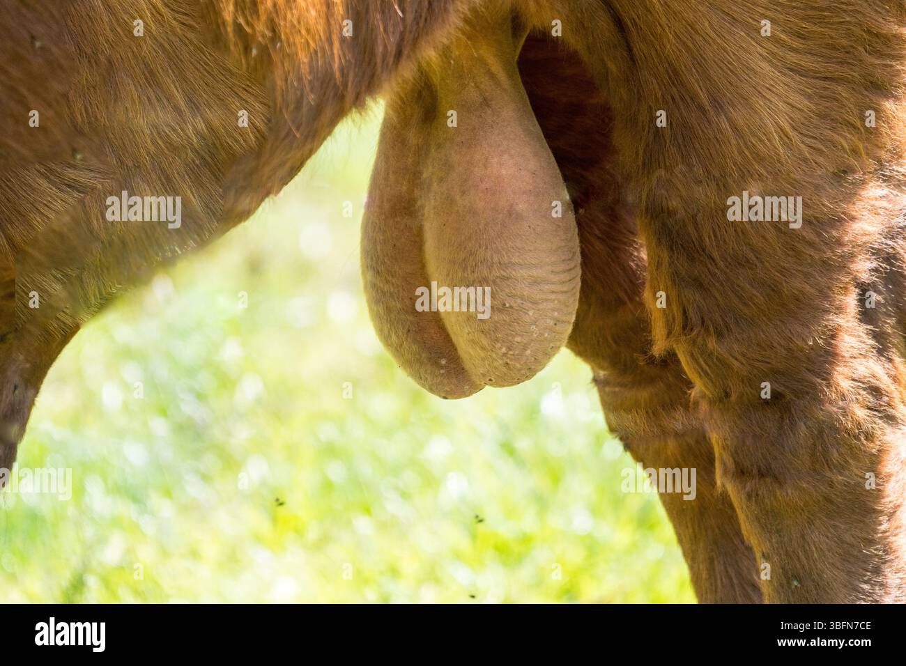 bull testicles or male balls close up on a farm animal concept animal ...