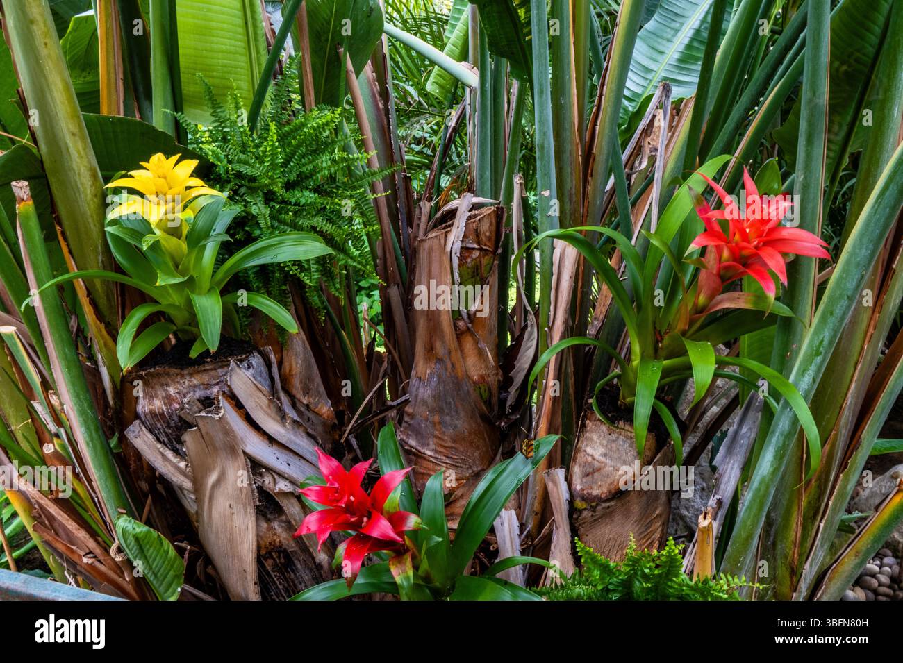 Canistropsis billbergioides ( Bromeliad plants Stock Photo - Alamy