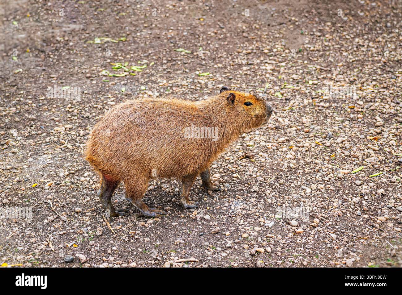Greater capybara, largest living rodent. Capybara walking calmly across ...