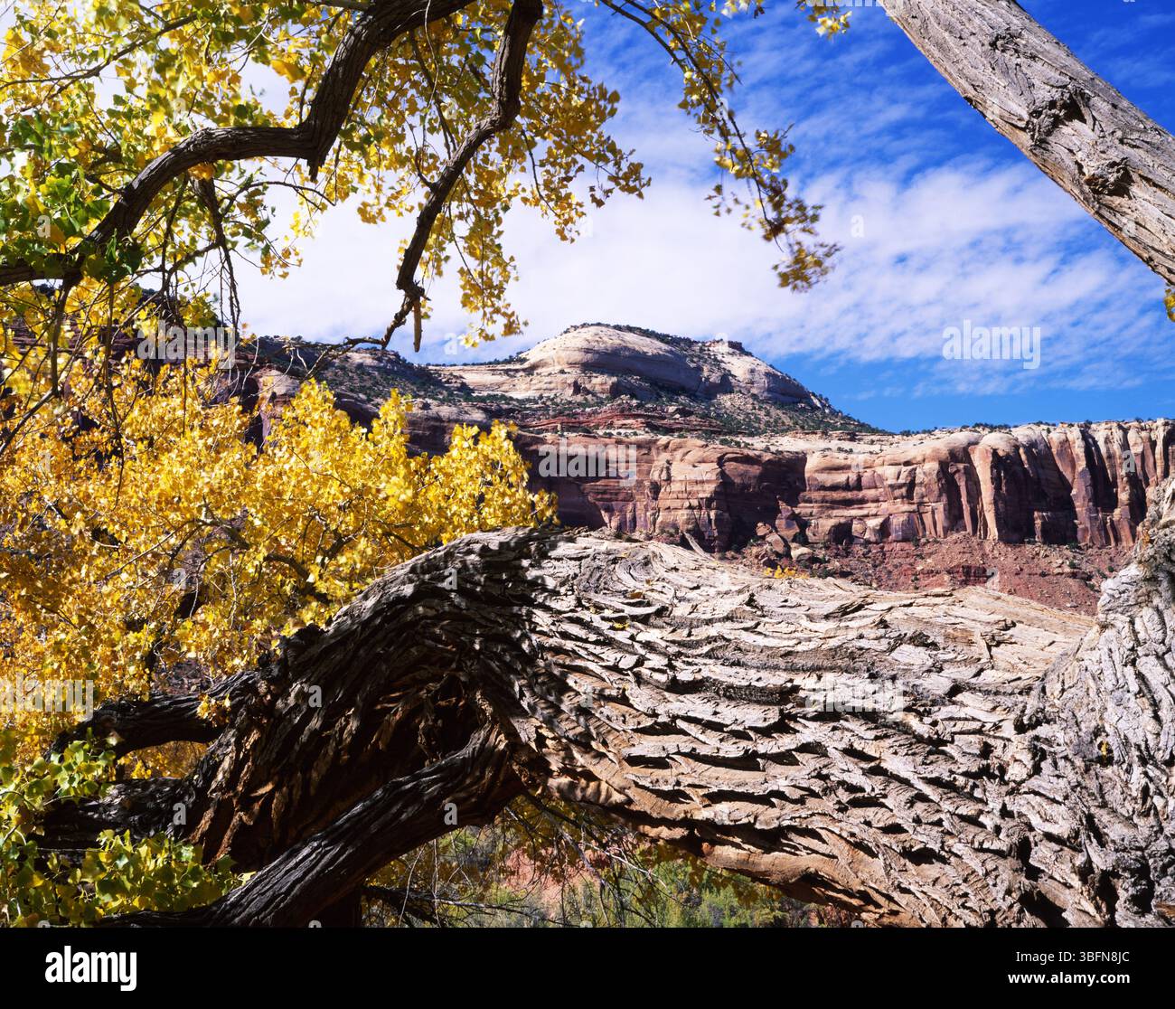 Populus deltoides or Cottonwood is a large tree growing in Indian Creek ...
