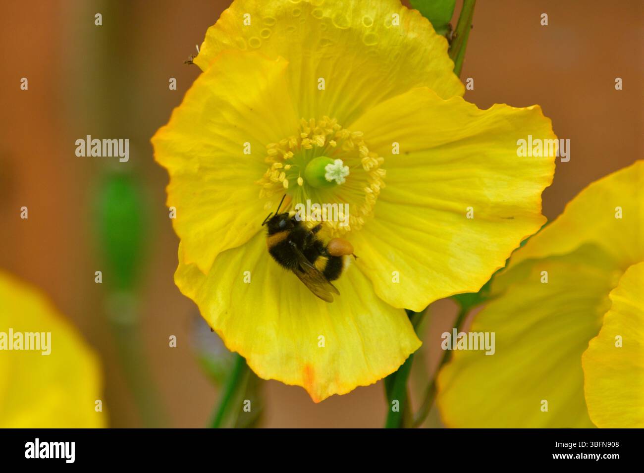 Japanese Marigold (Kerria japonica) with a Bumble Bee (Bombus) in Close ...