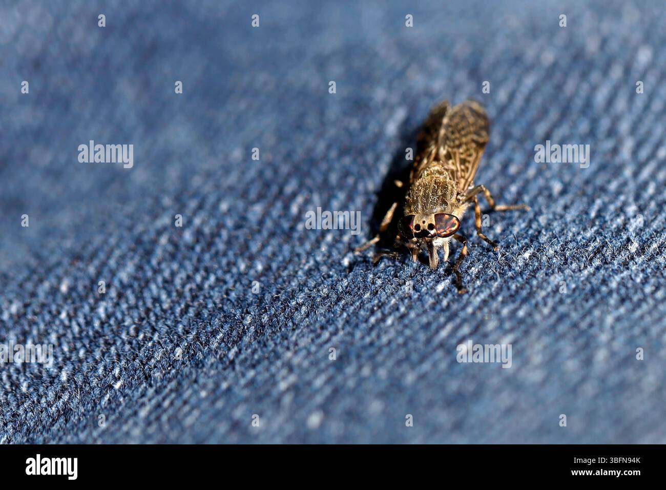 Side view of a common horsefly, Haematopota pluvialis, trying to bite through a pair of blue ...