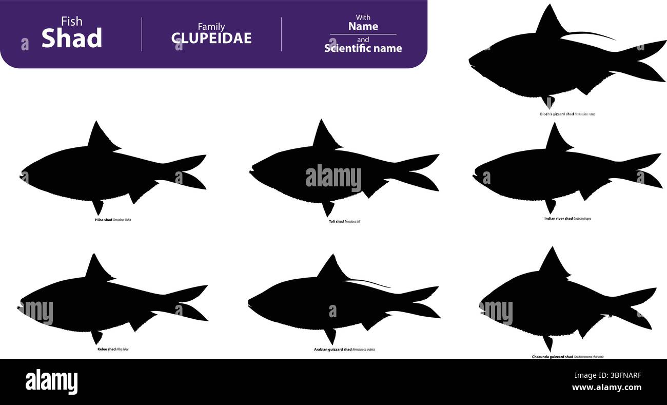 Shad fish silhouette hi-res stock photography and images - Alamy