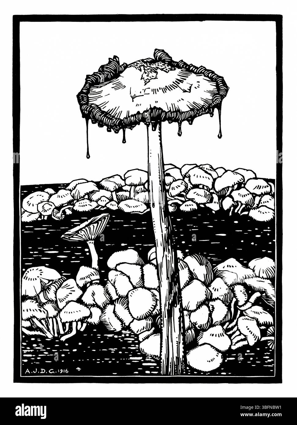 Fine art monochrome botanical Cut Out Stock Images & Pictures - Alamy