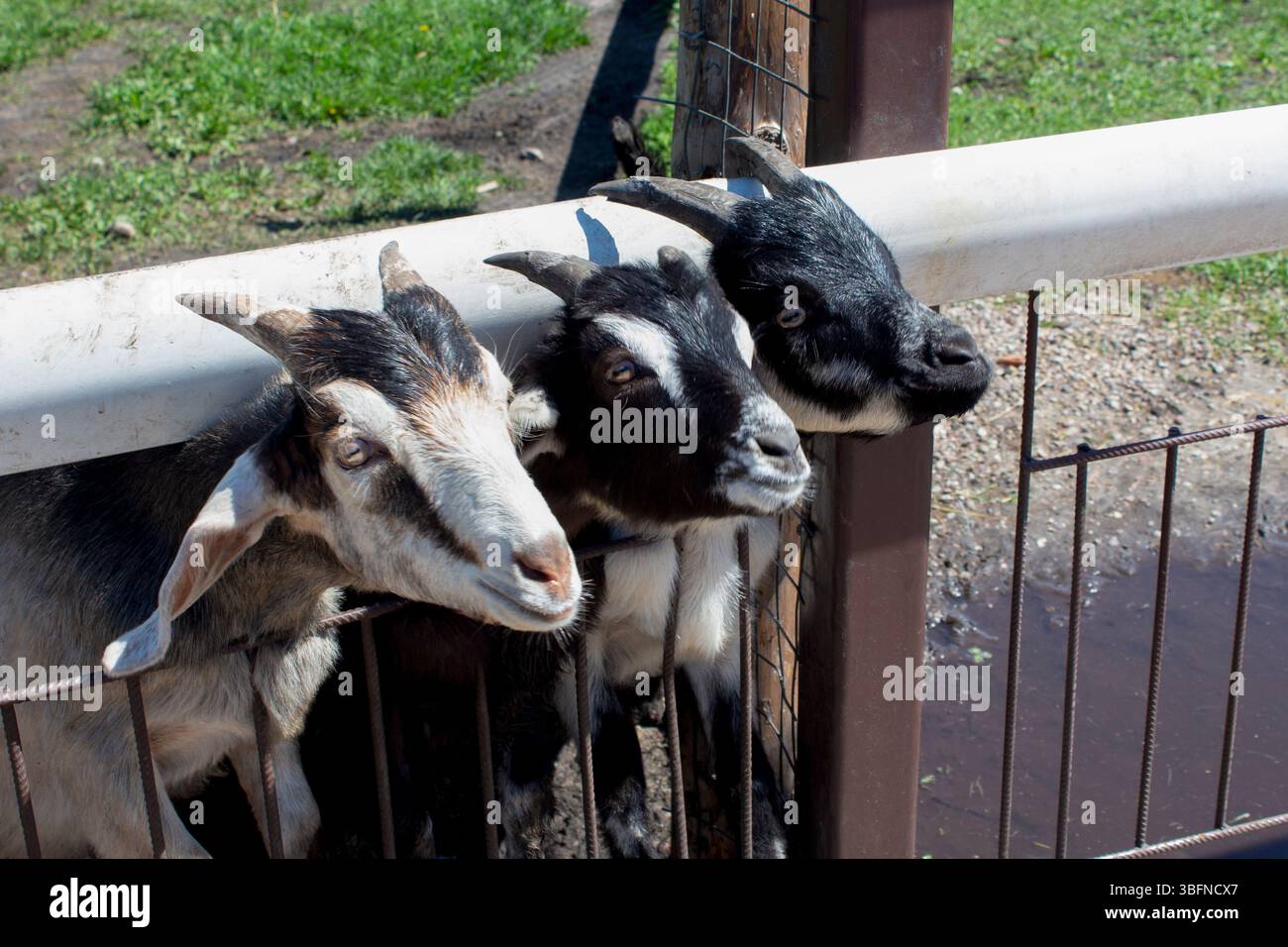 Three curious goats stick their heads through bars of stable. Domestic ...