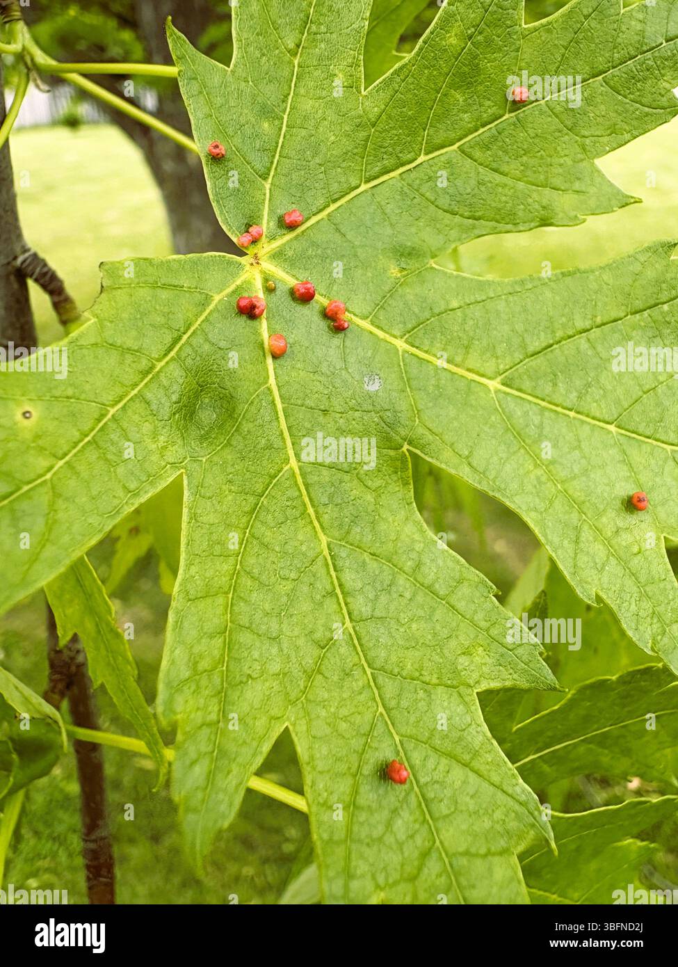 A green maple leaf covered in red gall mites, also called maple bladder ...