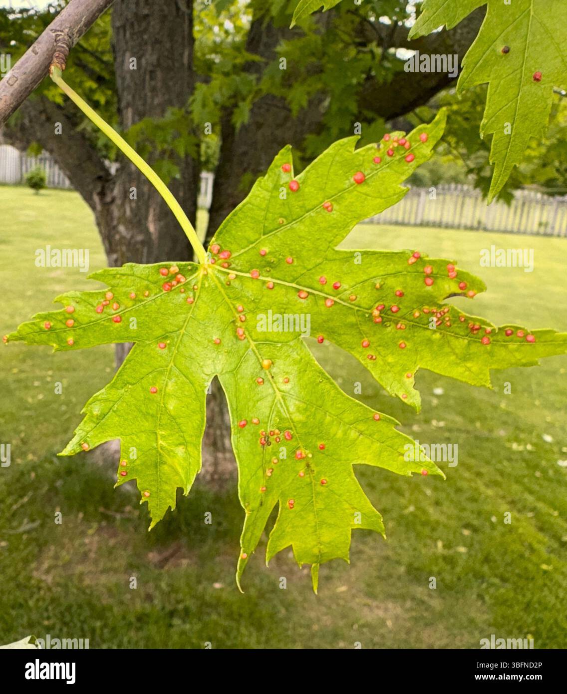 A green maple leaf covered in red gall mites, also called maple bladder ...