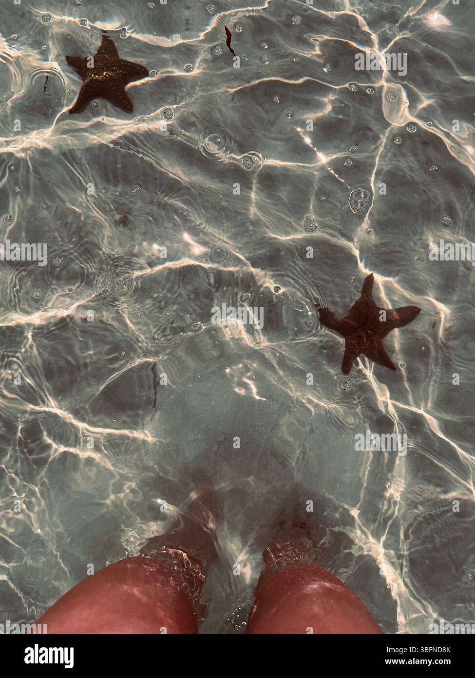 tall palm trees rocking in the wind under a big blue and clear sky ...